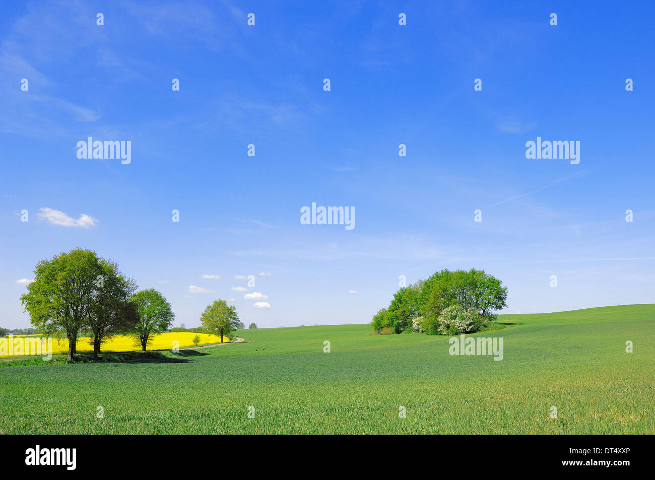 Europa europe laubbaum laubbaeume deciduous trees querformat horizontal ...