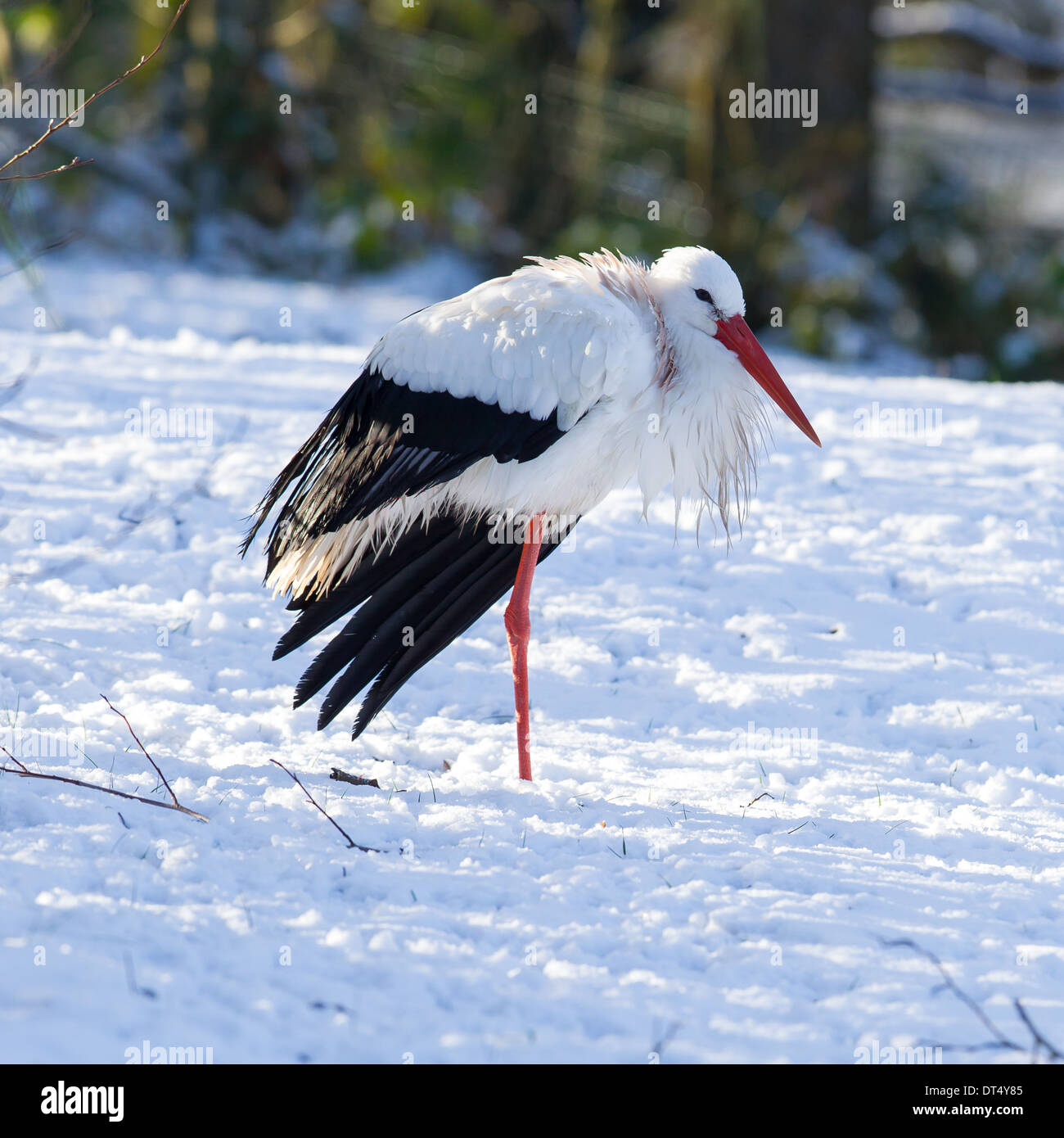 Adult stork standing in the snow winter Stock Photo - Alamy