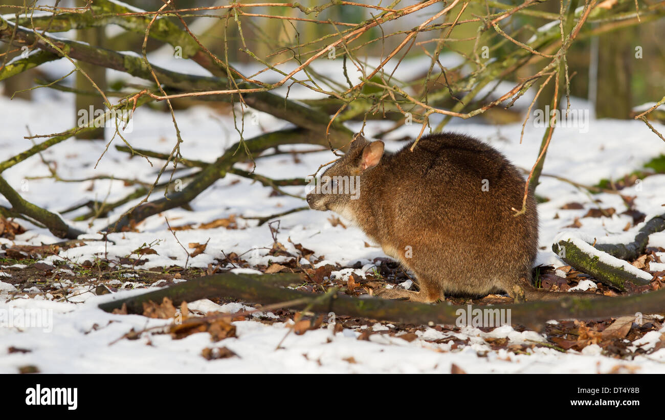 Close-up of a parma wallaby in the snow Stock Photo - Alamy