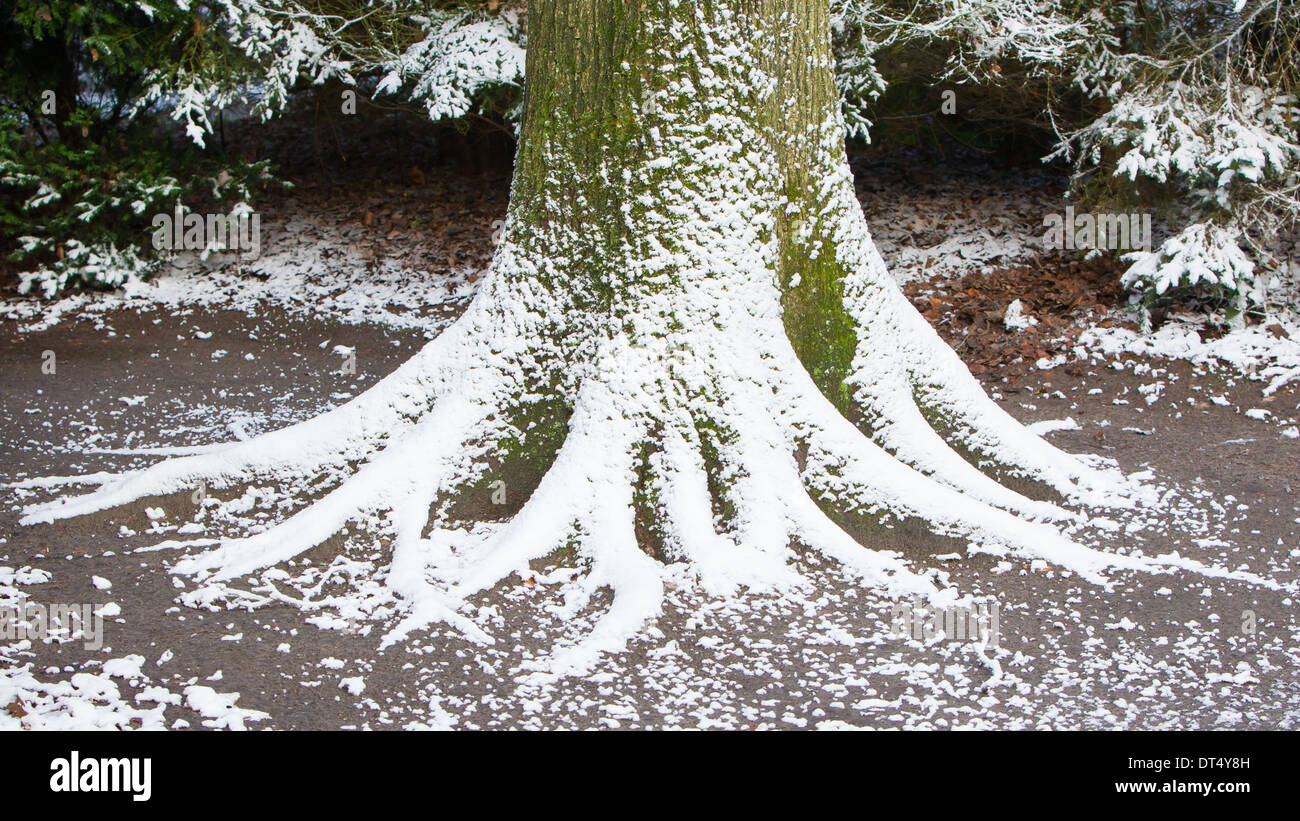 Roots of an old tree covered in snow Stock Photo - Alamy