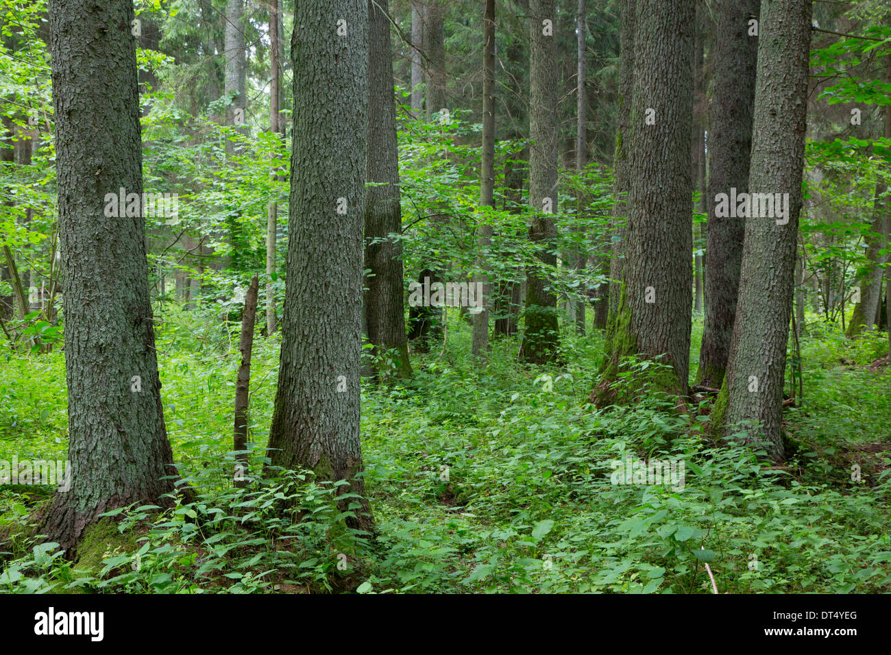 Old alder forest alnus hi-res stock photography and images - Alamy