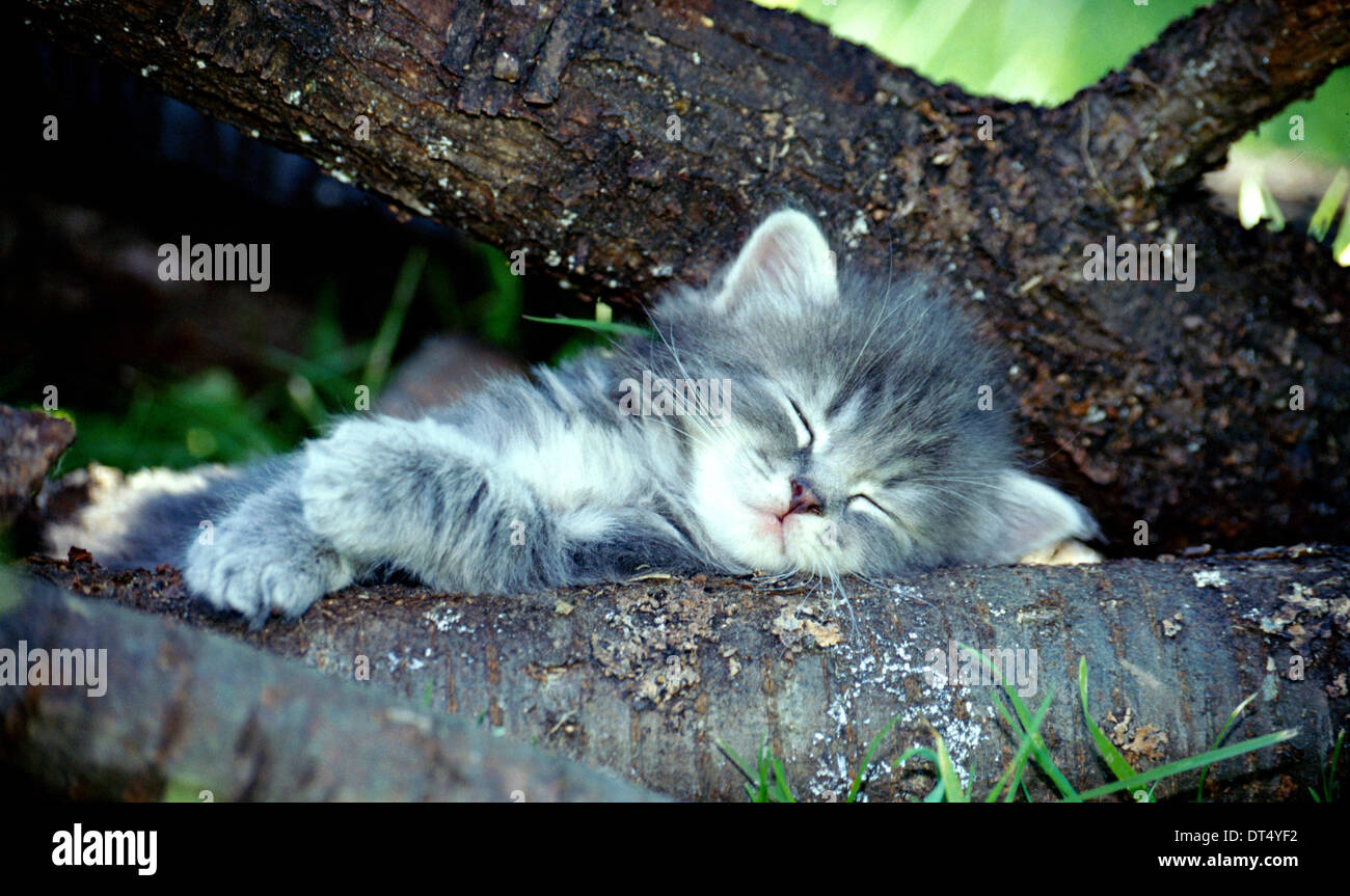 Sleeping kitten on a tree trunk Stock Photo - Alamy