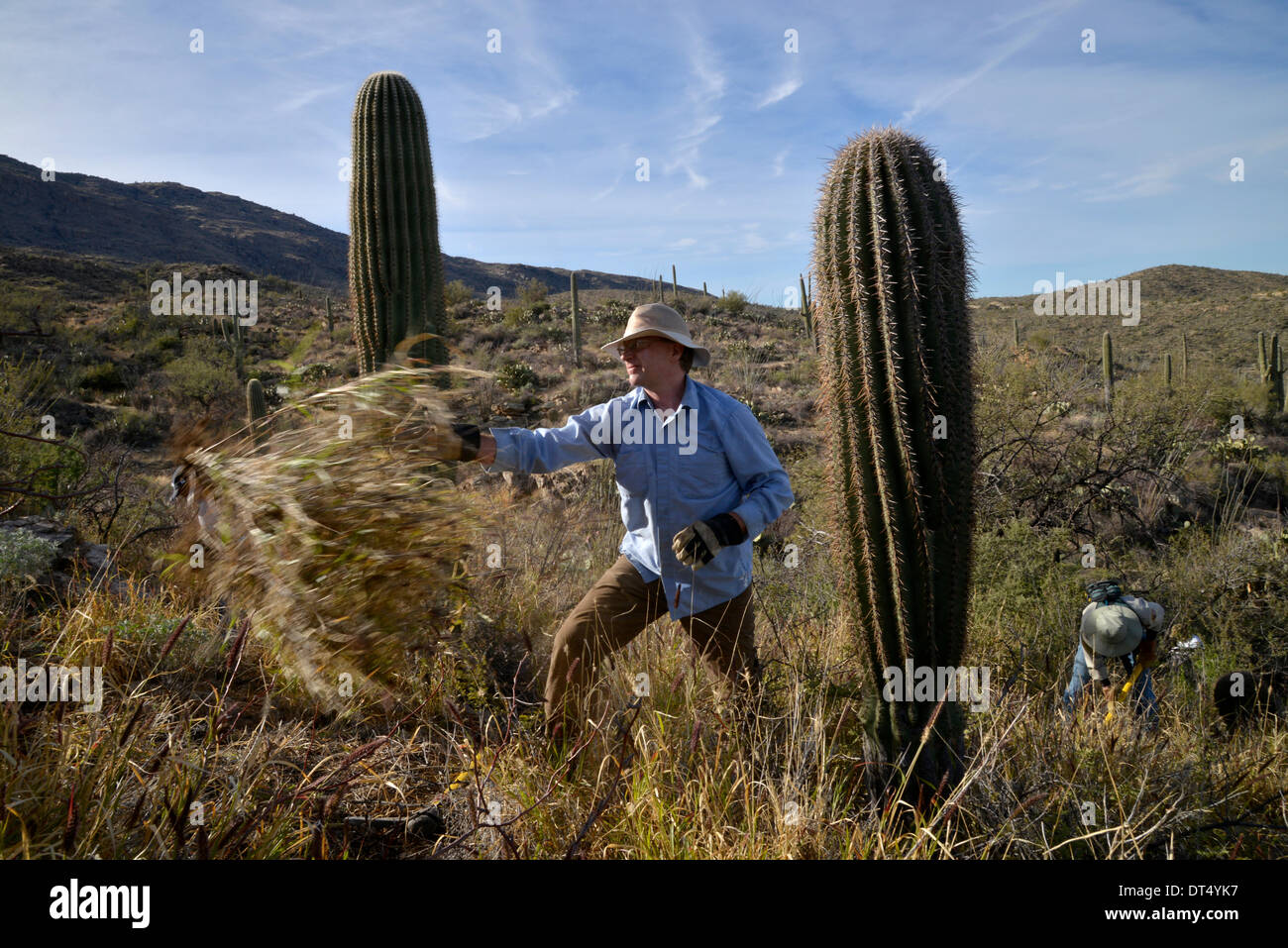 Tucson, Arizona, USA; February 8, 2014; Volunteers and staff at Saguaro ...