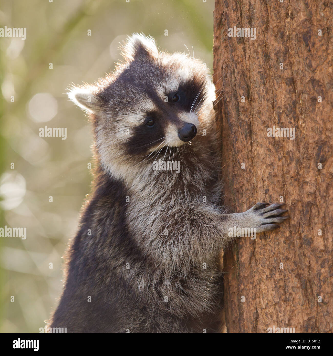 Sad racoon hi-res stock photography and images - Alamy