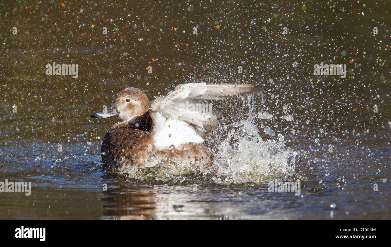 Single duck is washing herself water splashing Stock Photo - Alamy