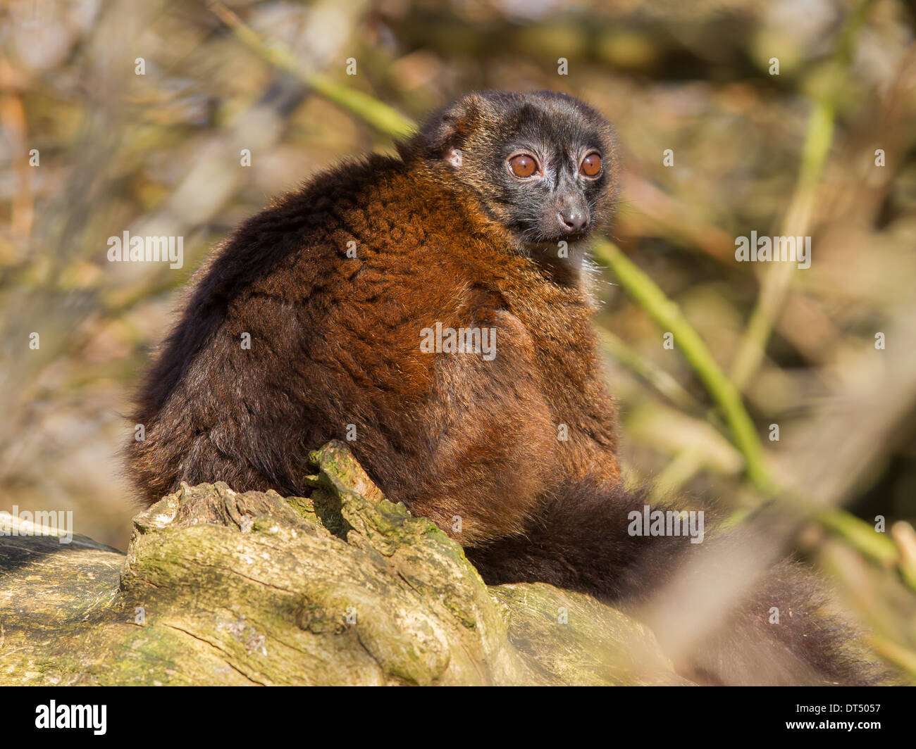Red-bellied Lemur (Eulemur rubriventer) in a dutch zoo Stock Photo - Alamy