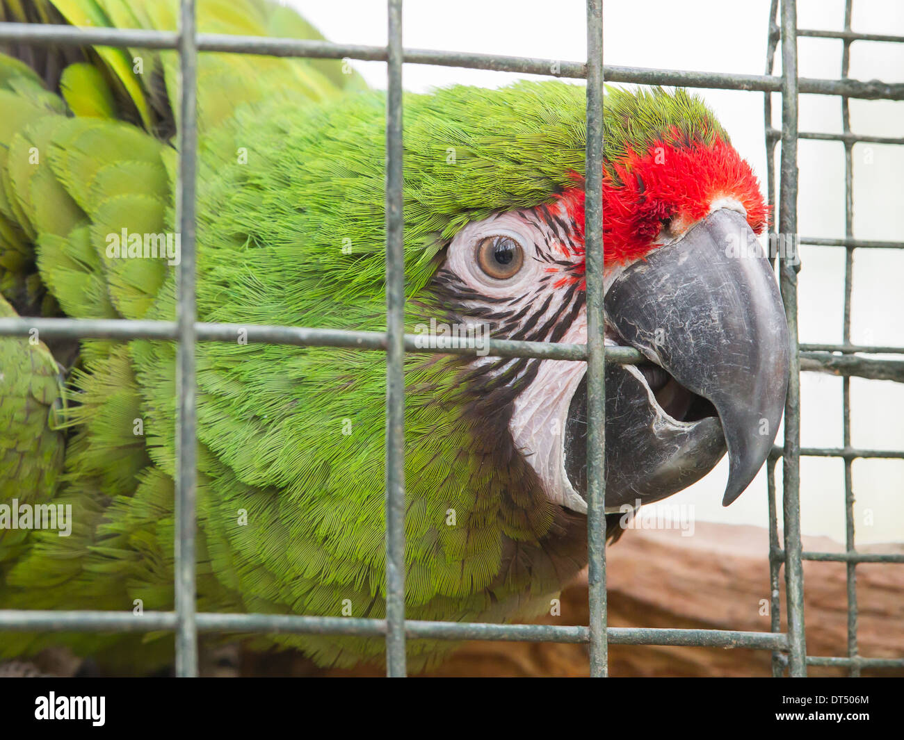 Military Macaw (Ara militaris) - Captive in a dutch zoo Stock Photo - Alamy