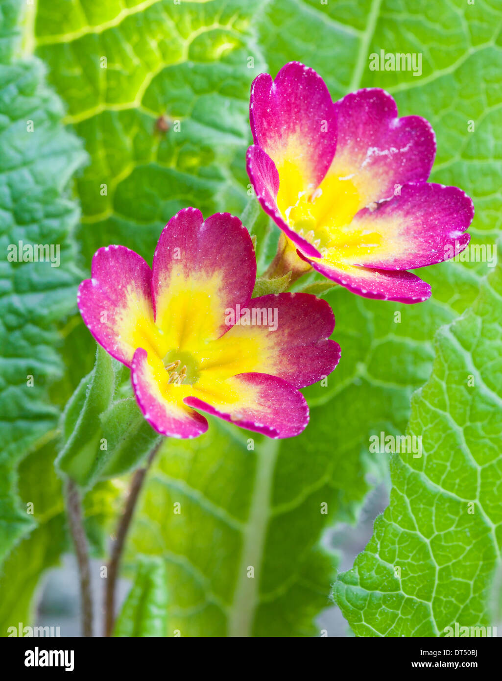 Pink garden flowers in June Stock Photo - Alamy
