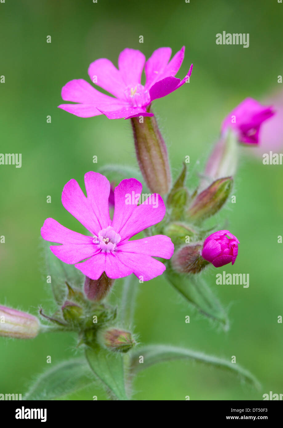 Beautiful Red campion flowers in June Stock Photo - Alamy