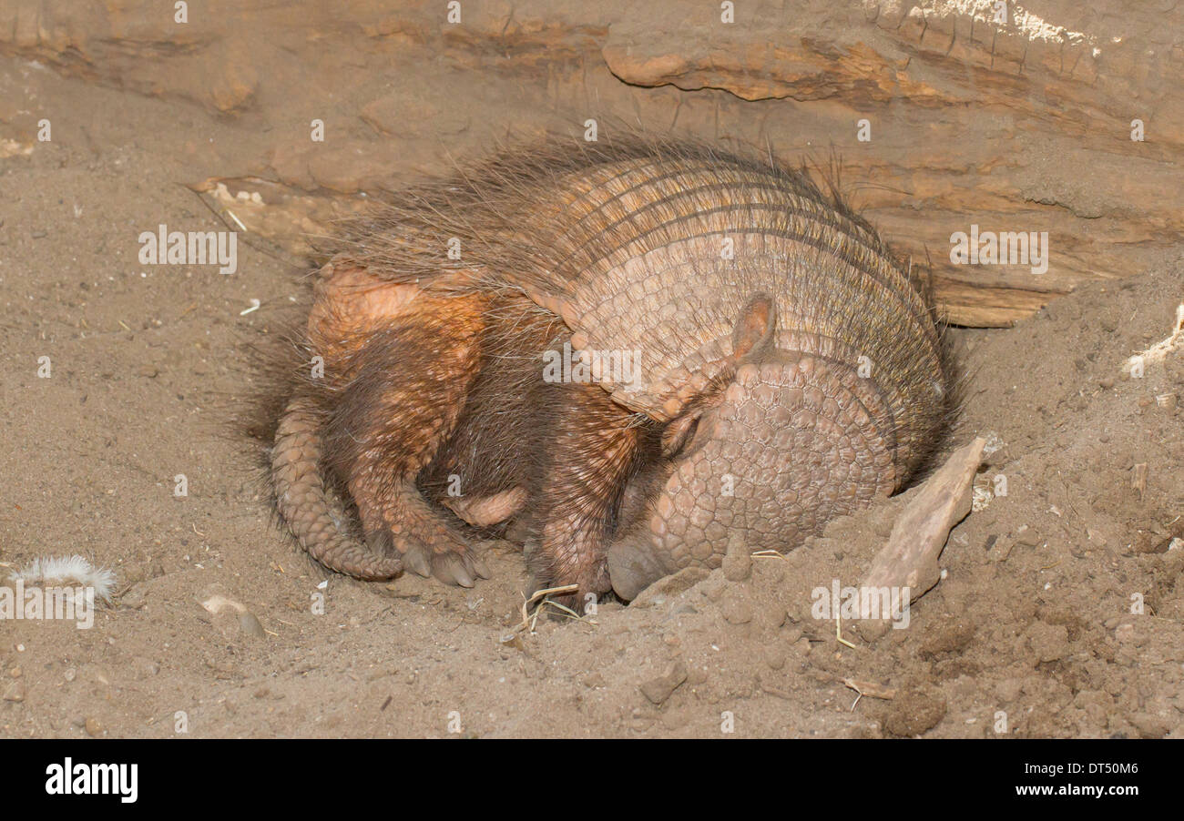Sleeping armadillo (Chaetophractus villosus) in a dutch zoo Stock Photo ...
