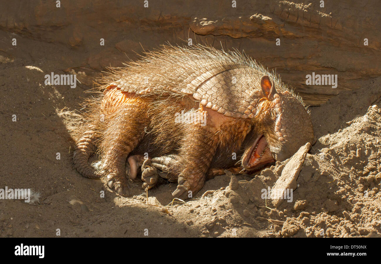 Sleeping armadillo (Chaetophractus villosus) in a dutch zoo Stock Photo ...