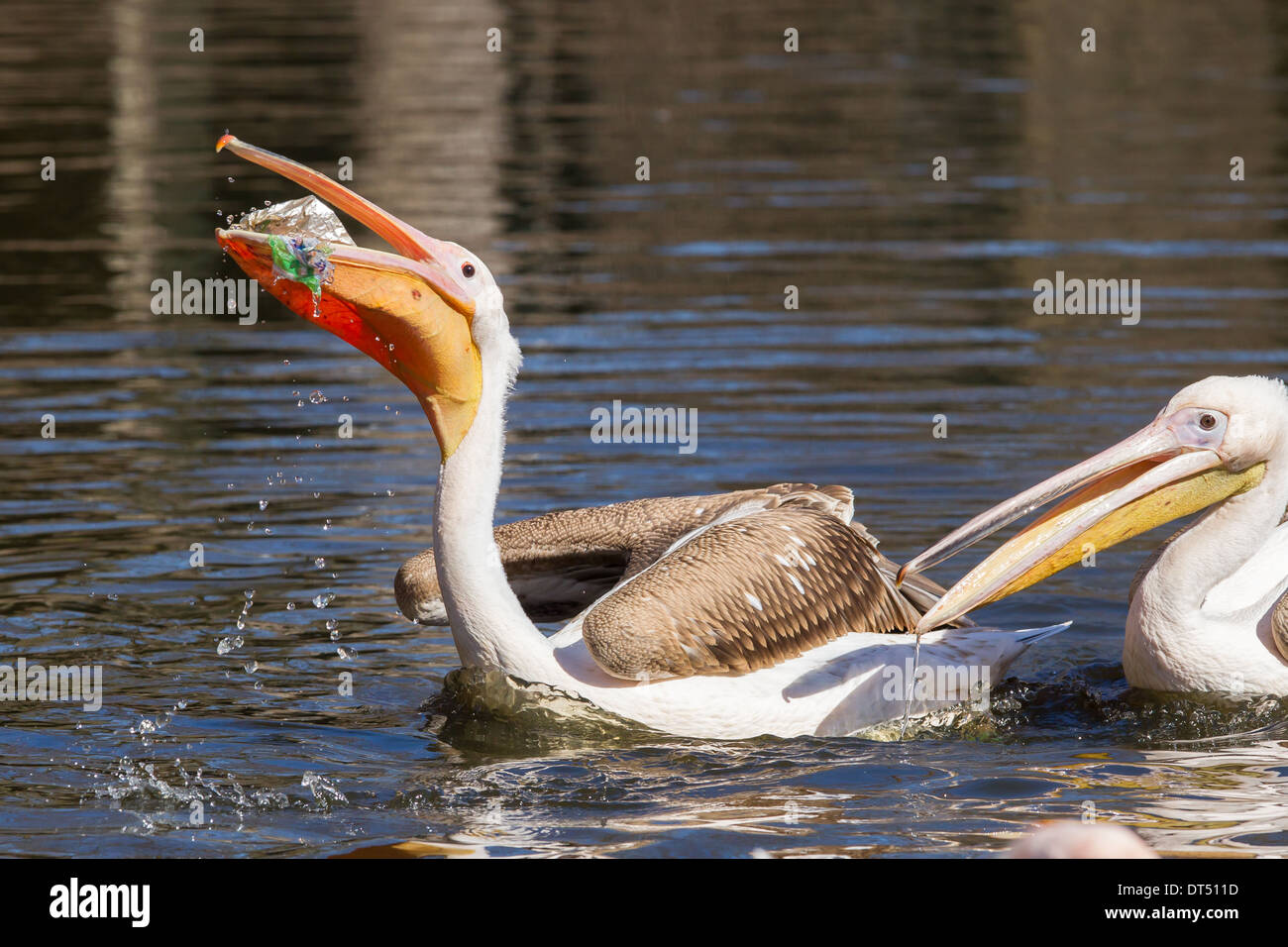 Young pink pelican playing with a piece of plastic Stock Photo - Alamy