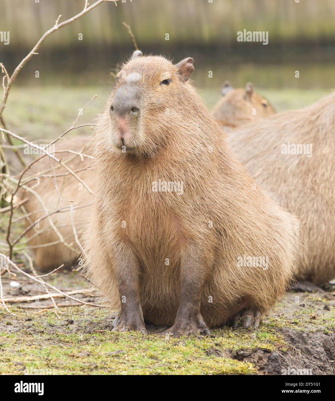 Capybara (Hydrochoerus hydrochaeris) sitting on the grass Stock Photo ...