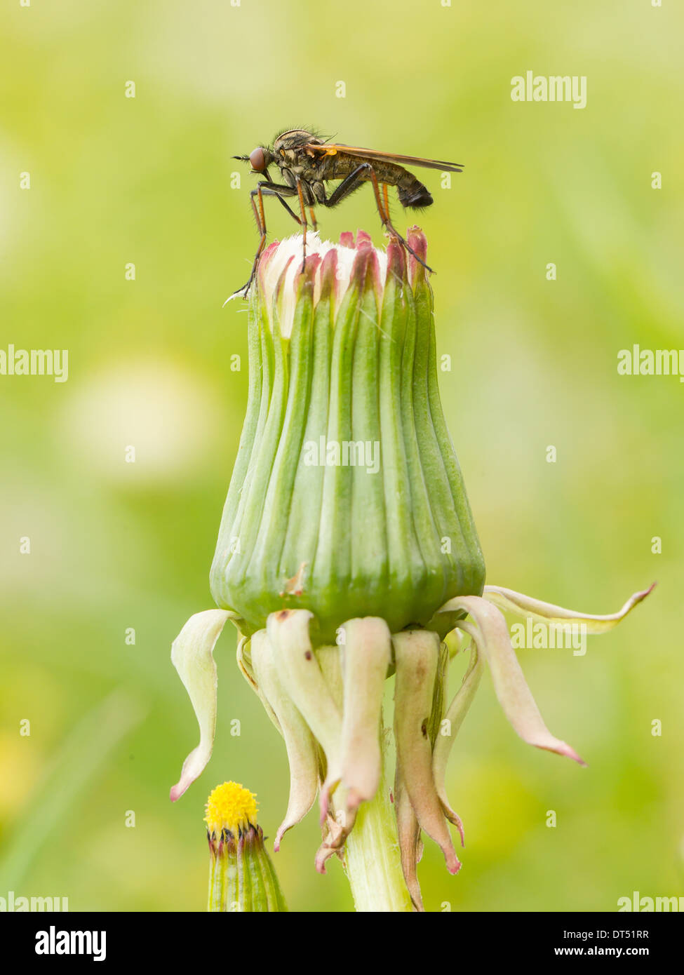 Ugly fly sitting on an hawkbit with a green background Stock Photo - Alamy