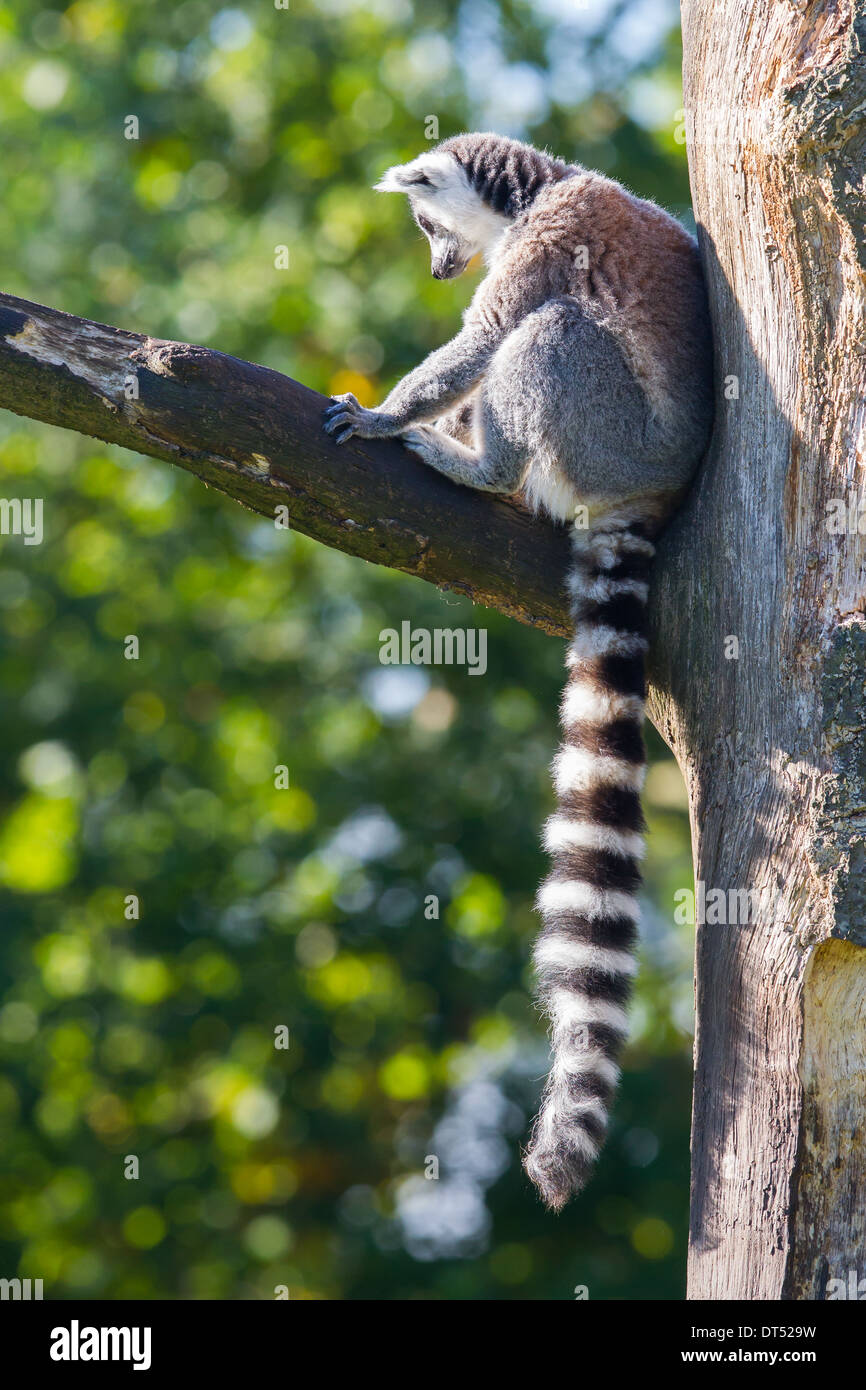 Ring-tailed lemur (Lemur catta) climbing a tree Stock Photo - Alamy