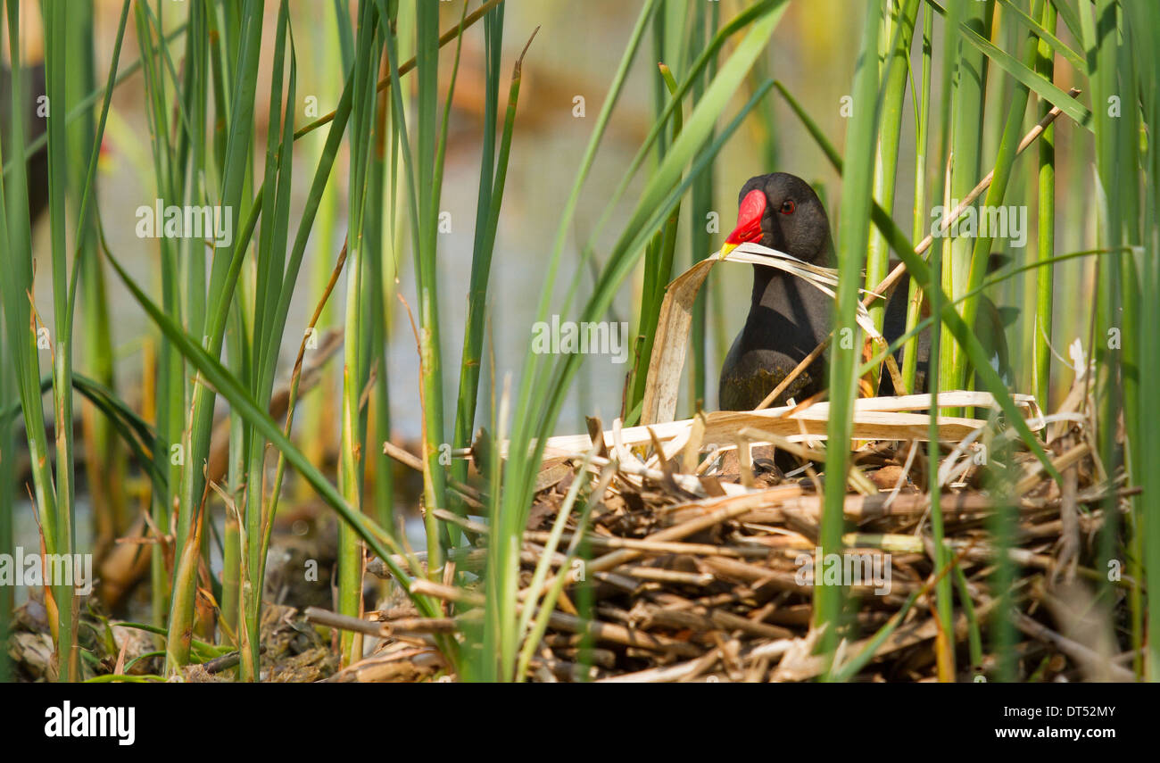 A moorhen building a nest in the reeds Stock Photo - Alamy