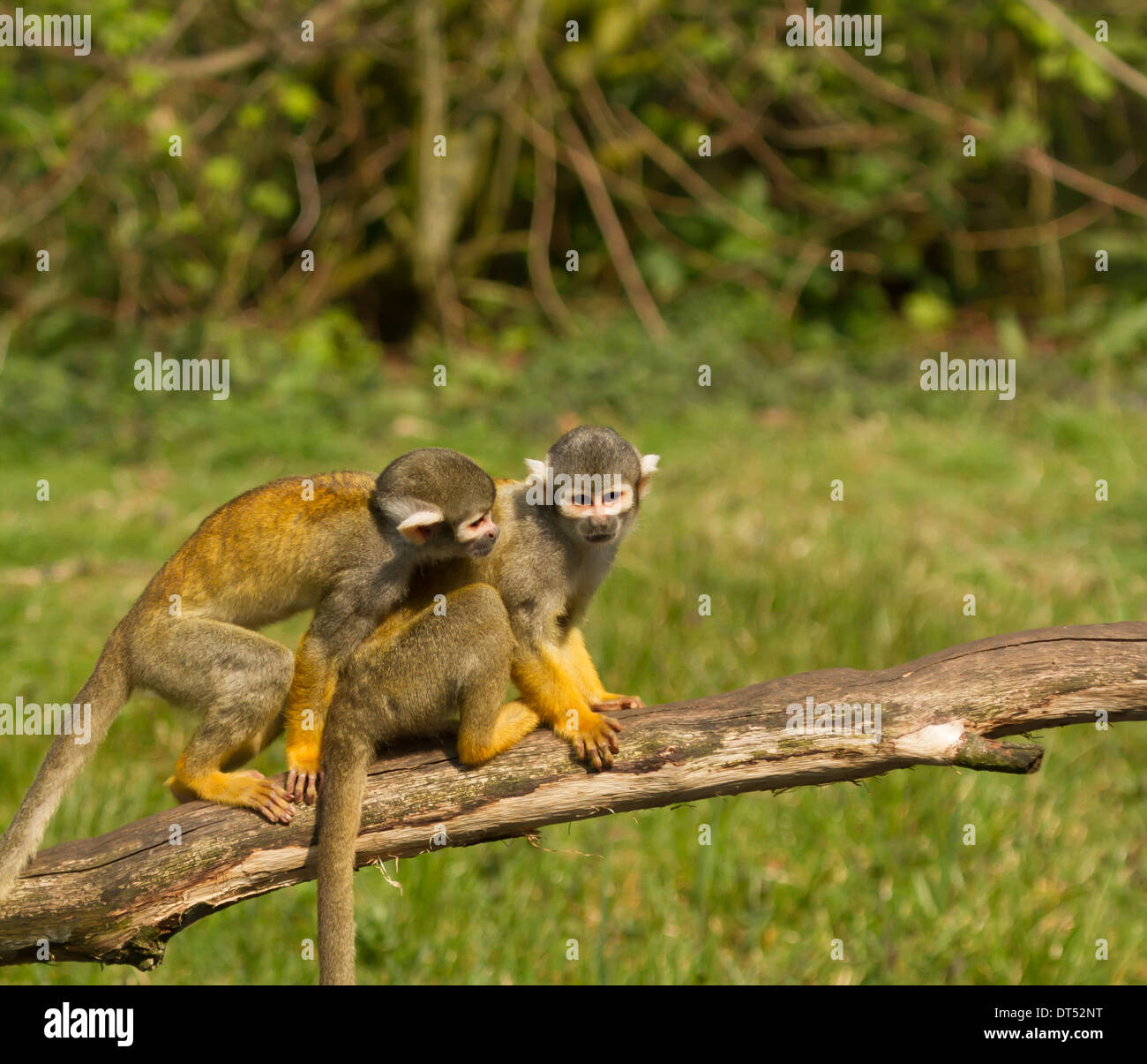 Two apes are playing in a dutch zoo Stock Photo - Alamy