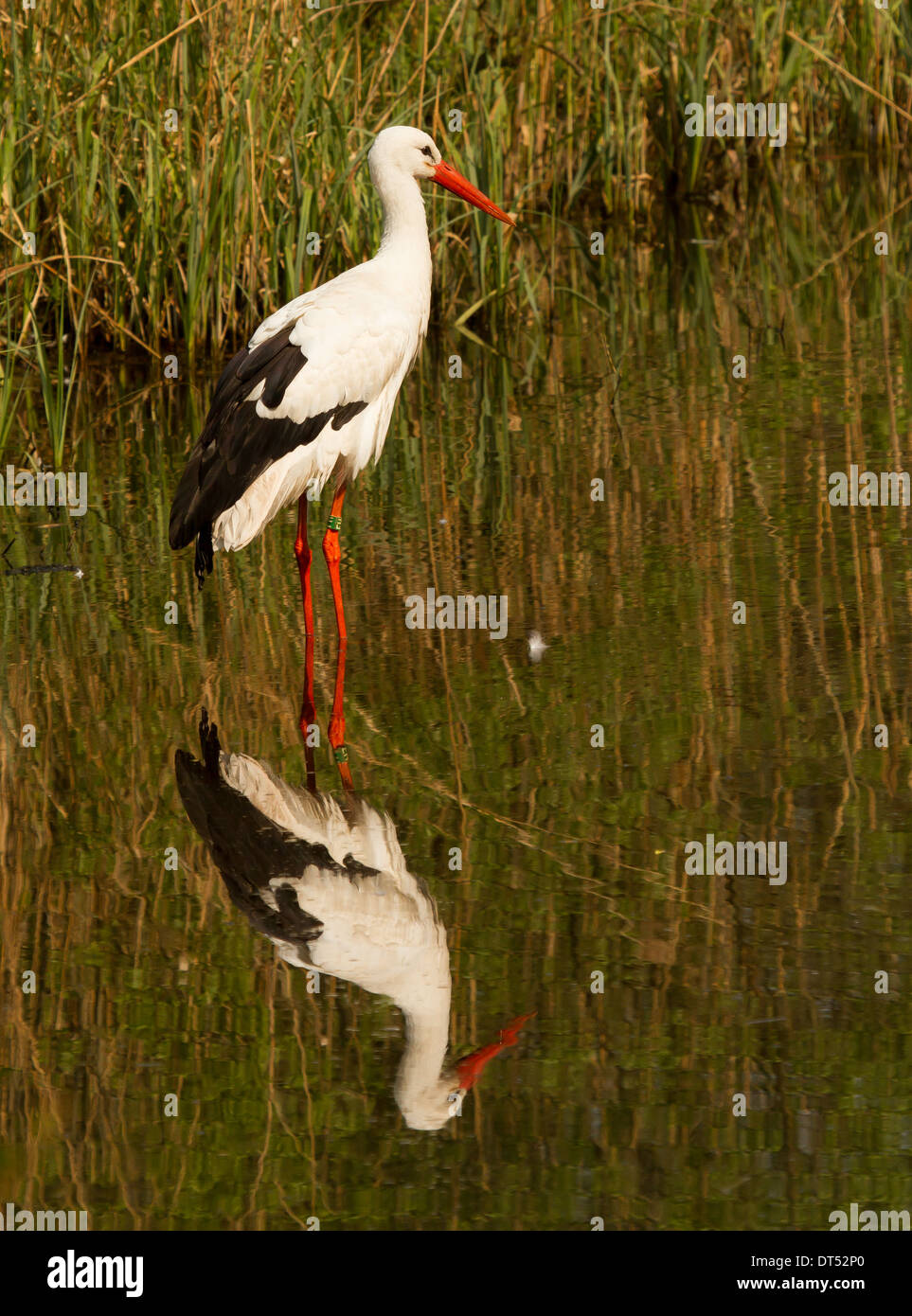 A stork in the water in Holland Stock Photo - Alamy