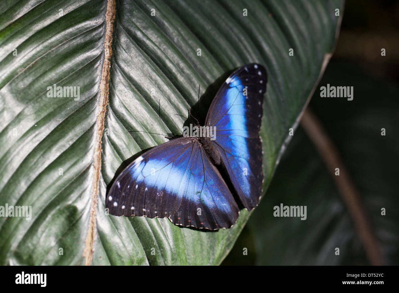 Butterfly 'Morpho Peleides' Stock Photo - Alamy