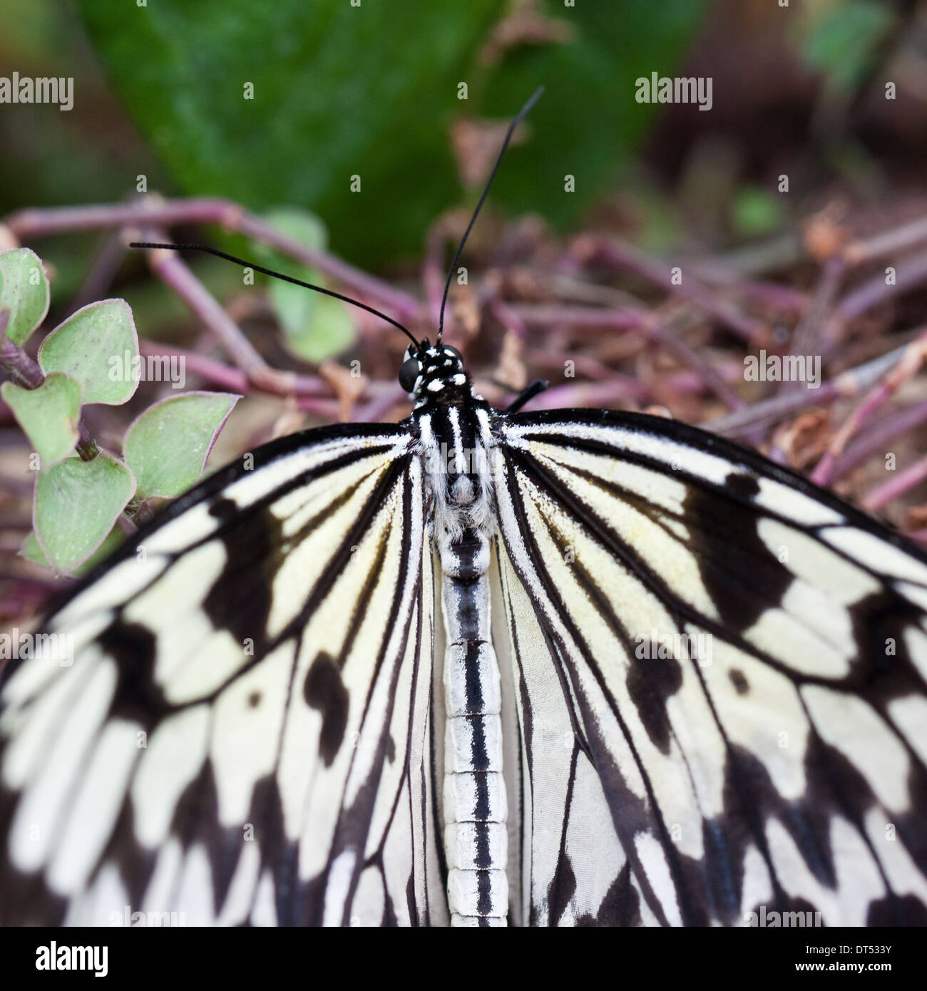Butterfly "White Tree Nymph Stock Photo - Alamy