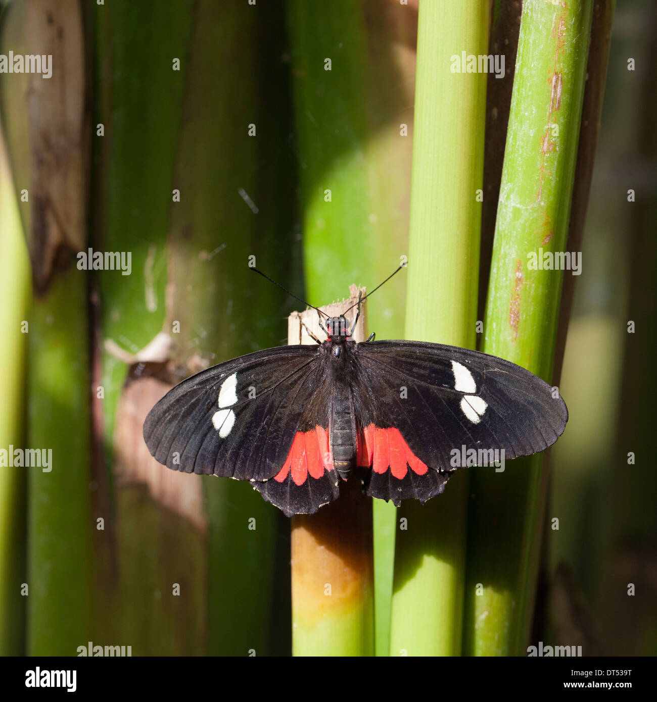Butterfly species 'Parides Iphidamas' at Butterfly Park Stock Photo - Alamy