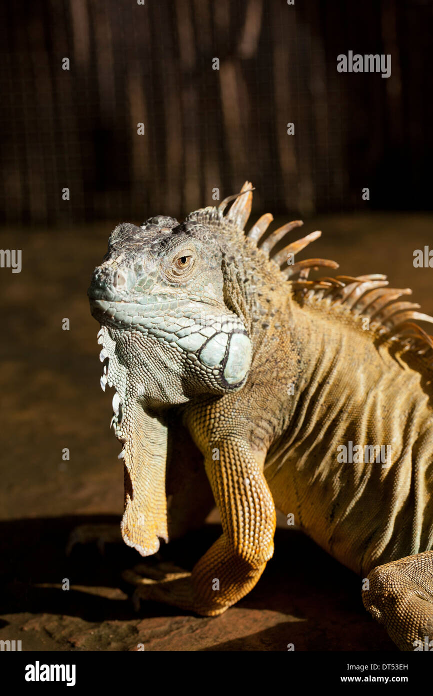 Iguana in the sun Stock Photo - Alamy