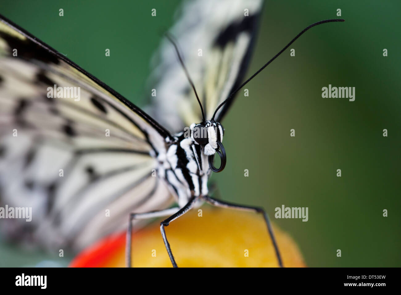 Butterfly 'White Tree Nymph' Stock Photo - Alamy