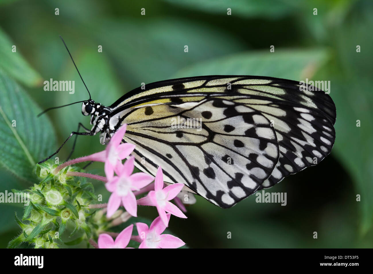 Benalmadena butterfly park hi-res stock photography and images - Alamy