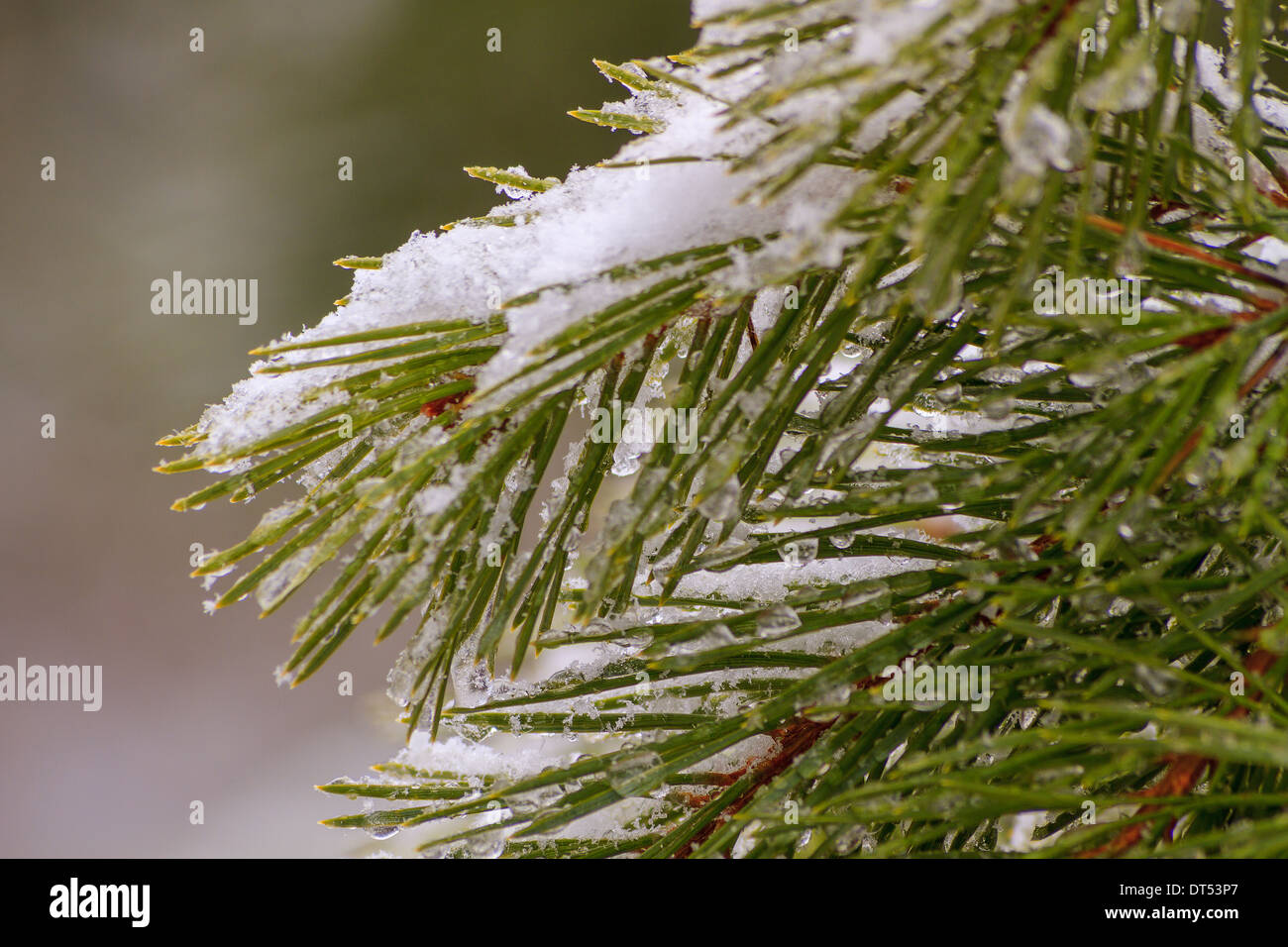 Snow macro hi-res stock photography and images - Alamy