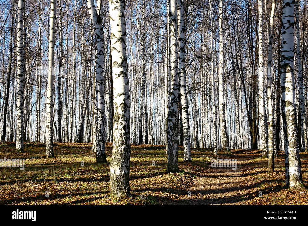Sunny forest pathway hi-res stock photography and images - Alamy