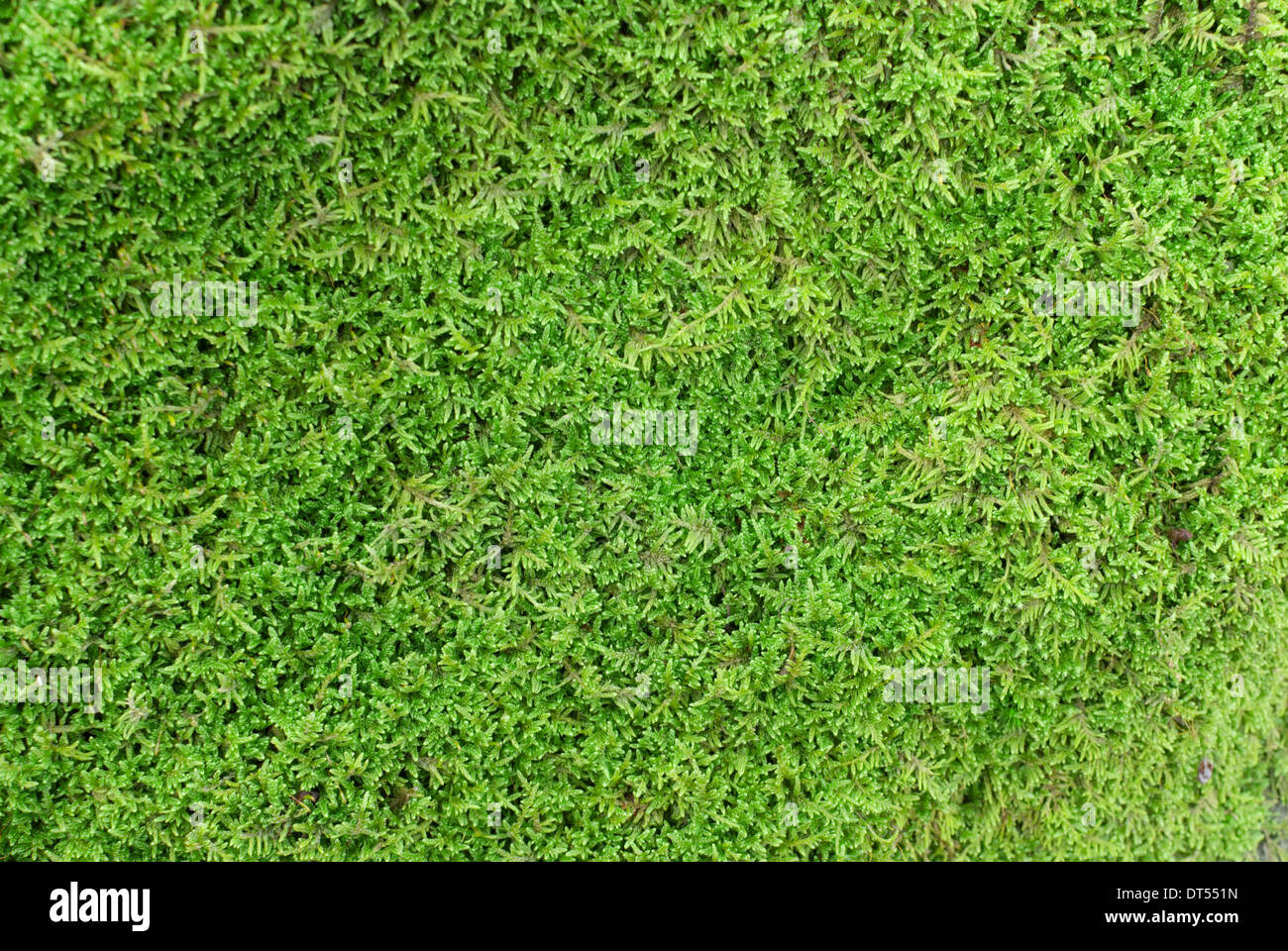 moss seamless background Stock Photo - Alamy