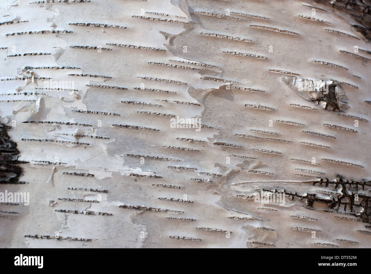 Texture of birch bark Stock Photo - Alamy