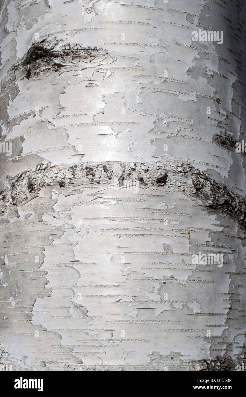 Texture of birch bark Stock Photo - Alamy