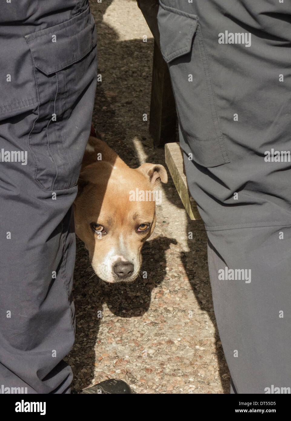 Timid dog hi-res stock photography and images - Alamy