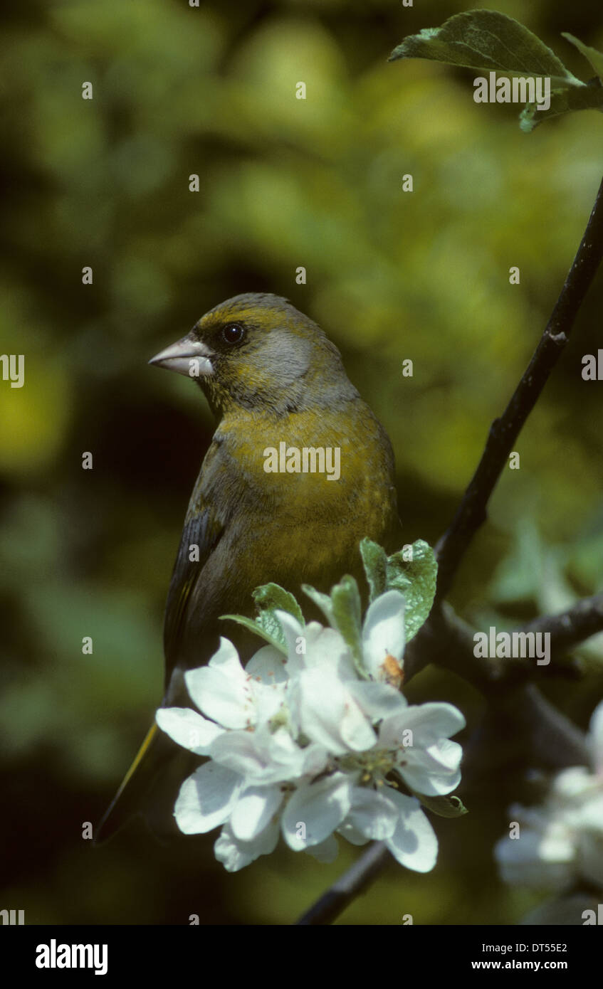 EUROPEAN GREENFINCH (Cardeulis chloris) adult male in breeding plumage ...
