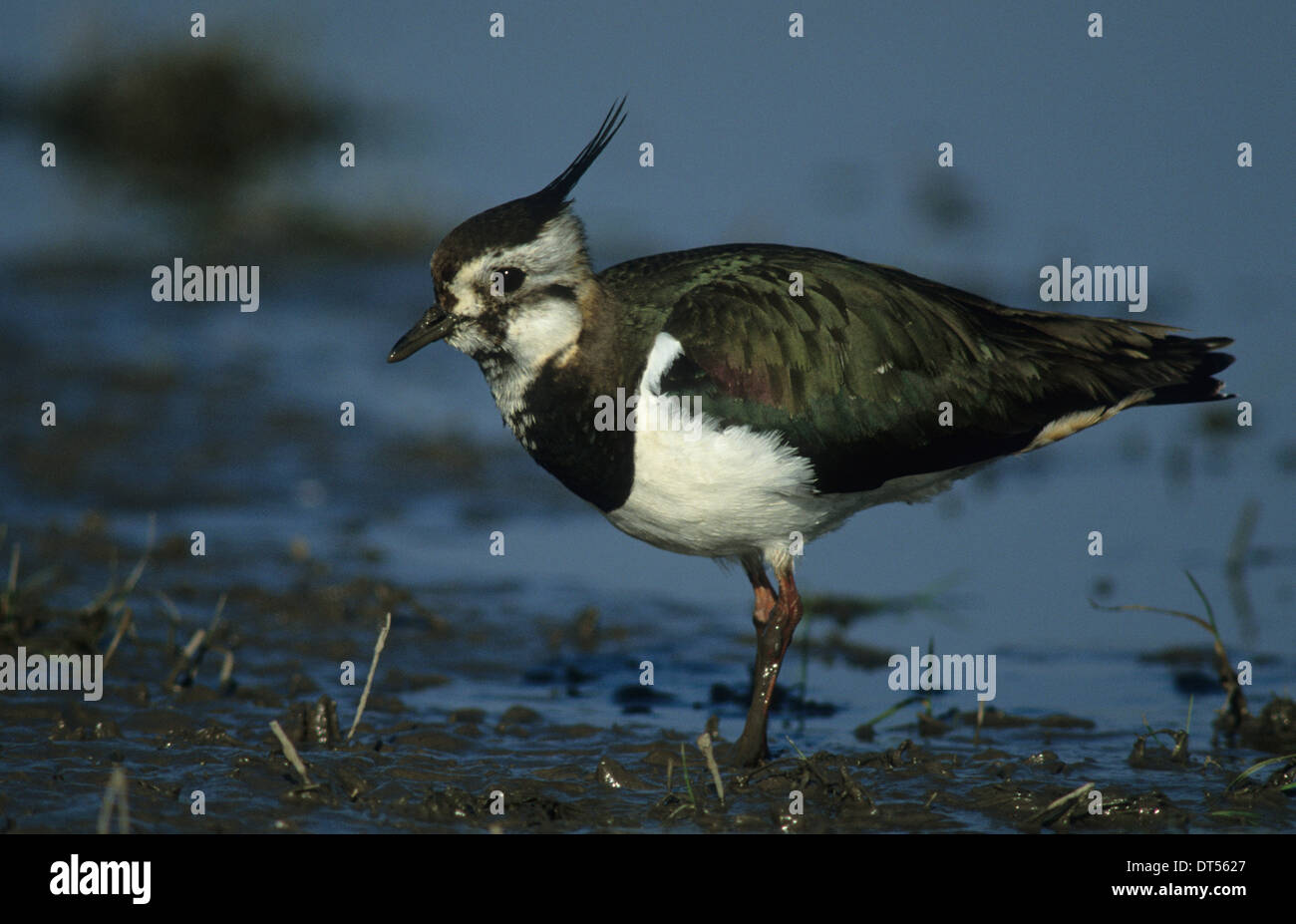 NORTHERN LAPWING (Vanellus vanellus) adult female in breeding plumage ...