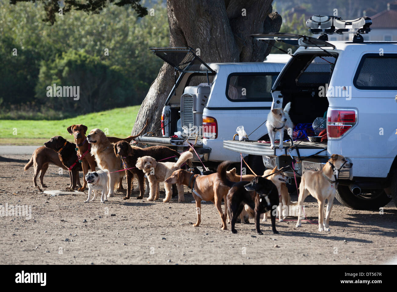Group walking dogs hi-res stock photography and images - Alamy