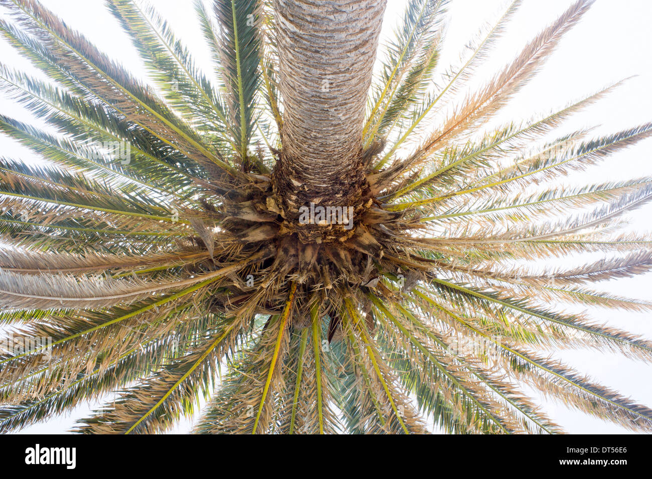 Palm tree view from ground up to leaves with sun shining through contre ...