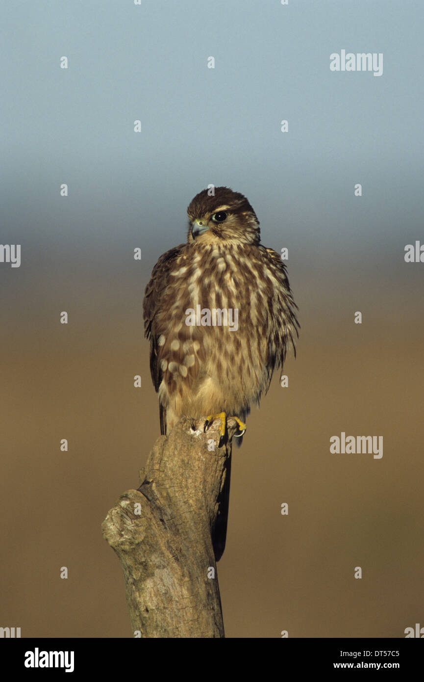 Female merlin falco columbarius hi-res stock photography and images - Alamy