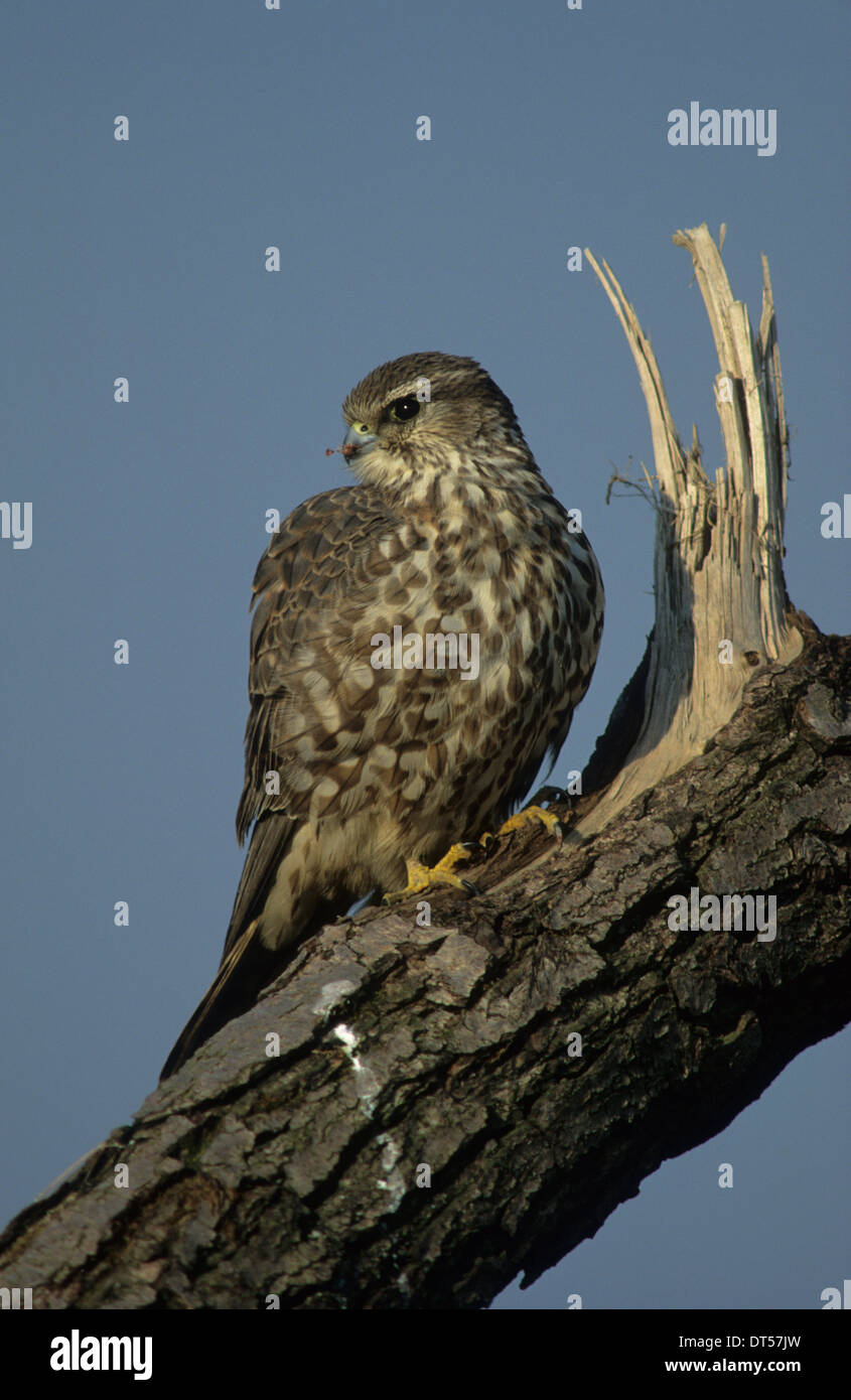 Female merlin falco columbarius hi-res stock photography and images - Alamy