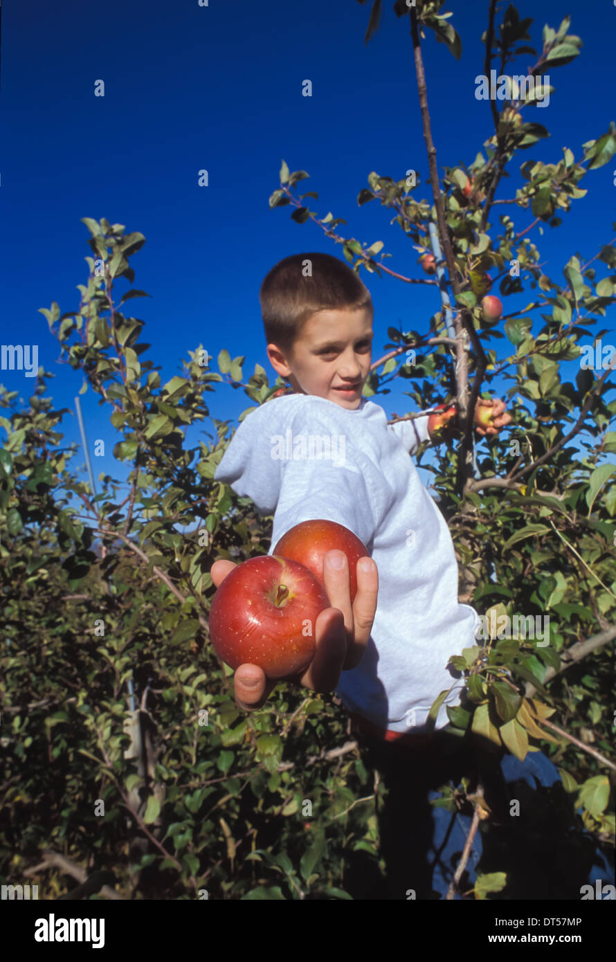 Young boy picking apples Stock Photo - Alamy