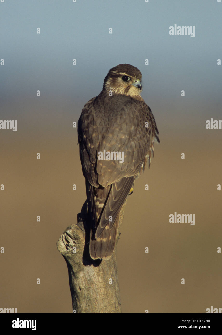 Female merlin falco columbarius hi-res stock photography and images - Alamy