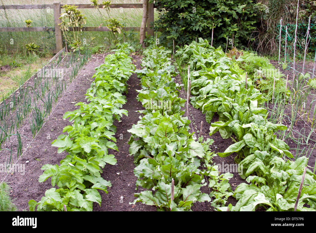 Allotment garden with crops growing in rows Stock Photo - Alamy