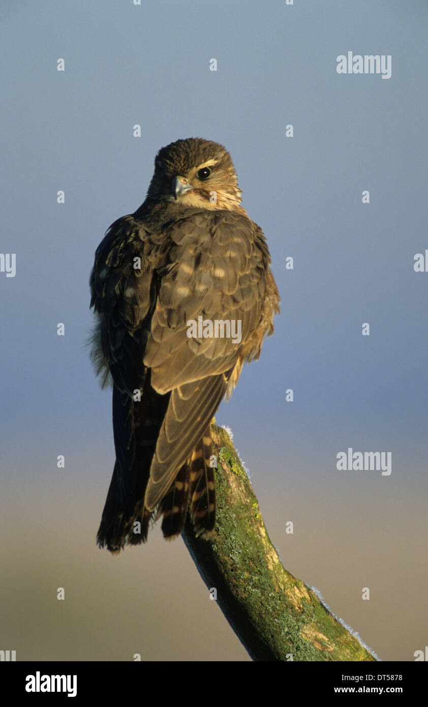 Female merlin falco columbarius hi-res stock photography and images - Alamy