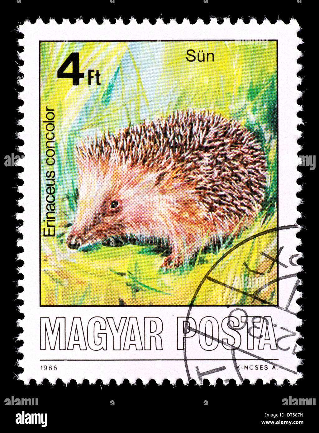 Southern White Breasted Hedgehog High Resolution Stock Photography and ...