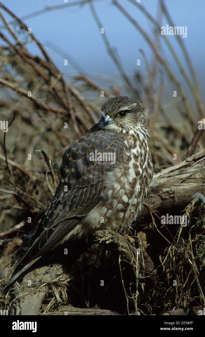 1st winter plumaged hi-res stock photography and images - Alamy