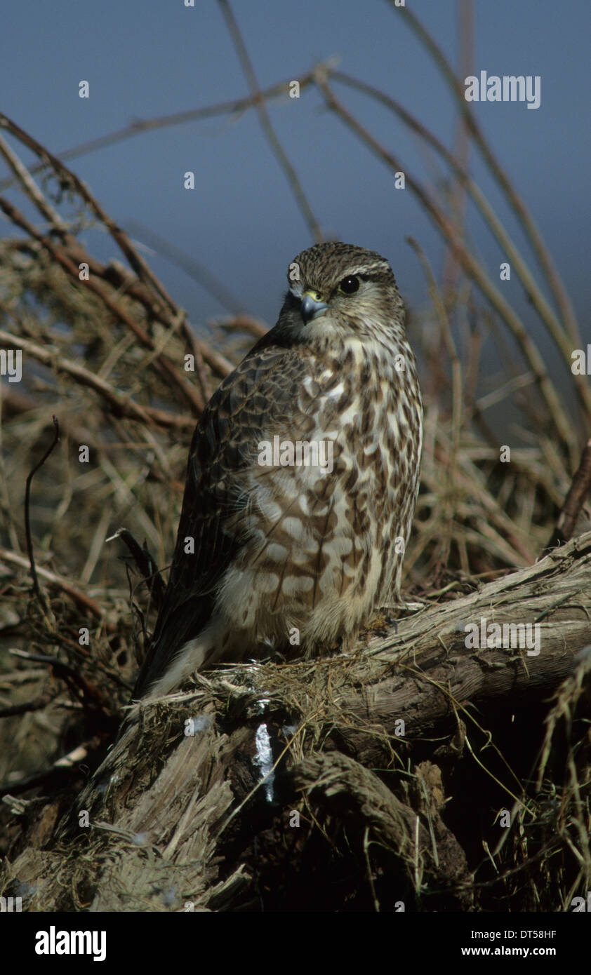 MERLIN (Falco columbarius) 1st winter plumaged female Marshside Marsh ...