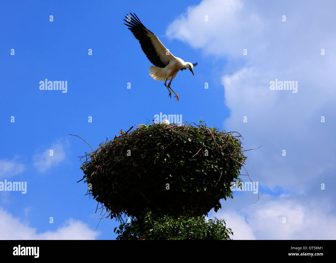 German Stork street, stork nest, Darchau im Amt Neuhaus Elbe, Lower ...