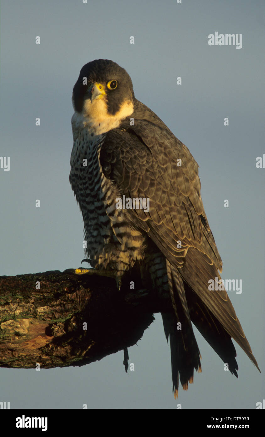 PEREGRINE FALCON (Falco peregrinus) adult female perched tree stump ...