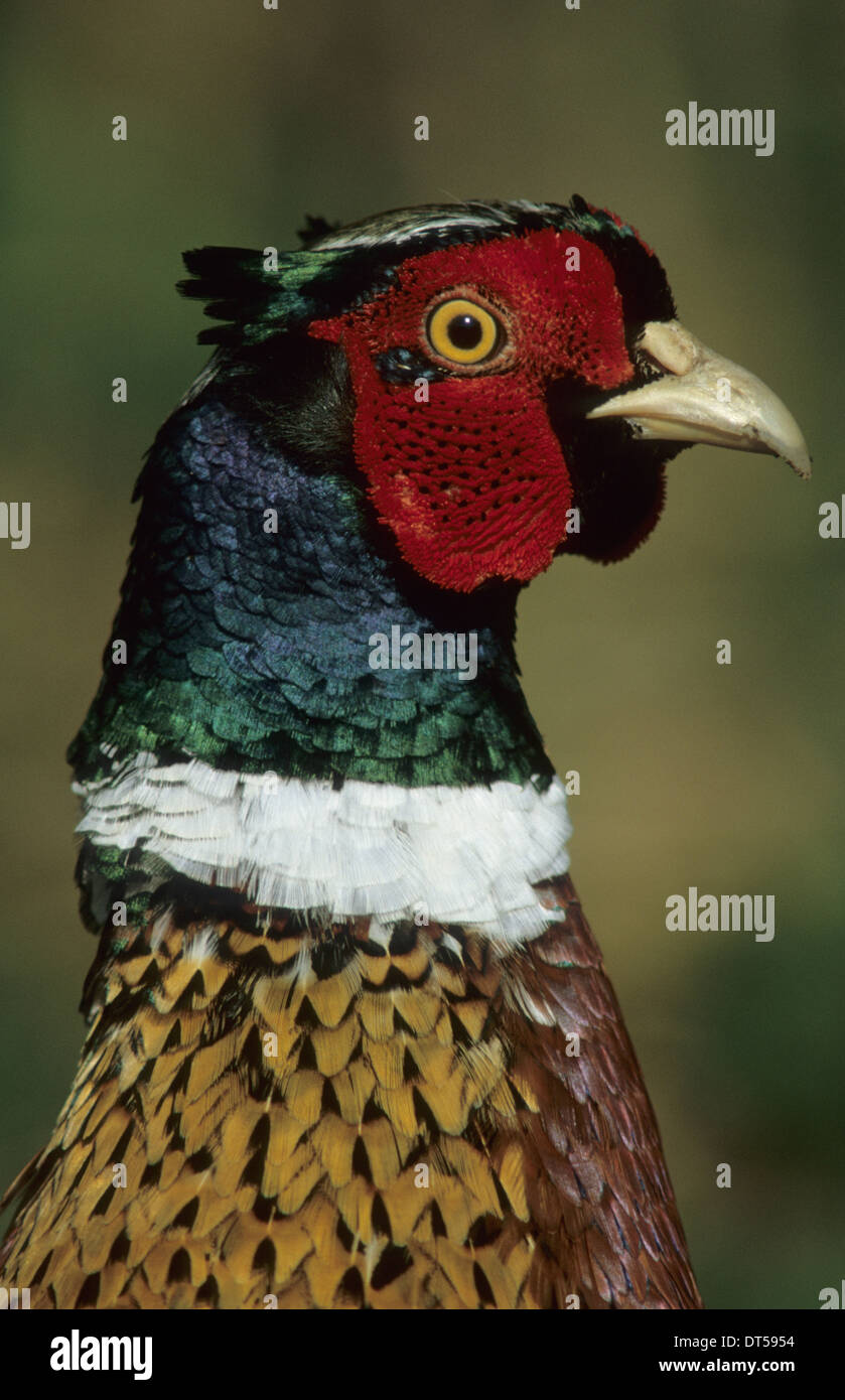 Pheasant shooting is the sport of hunting the common pheasant hi-res ...